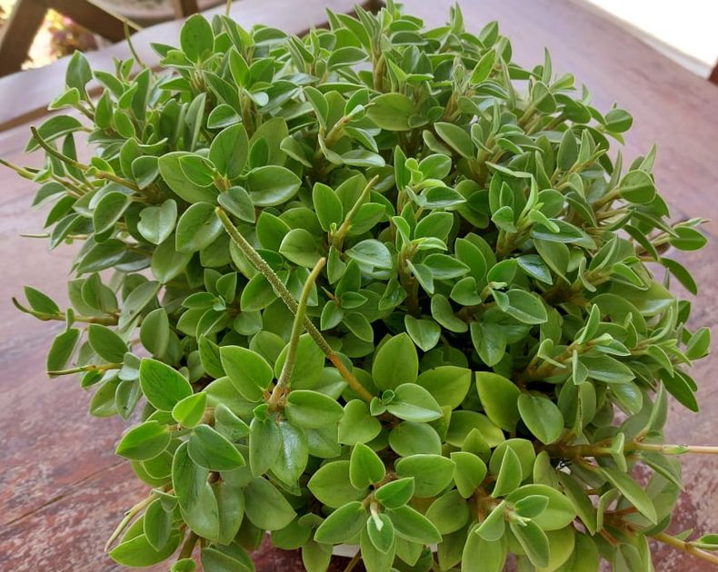 Diverse specie di Jungle Livin plants | Jungle Living